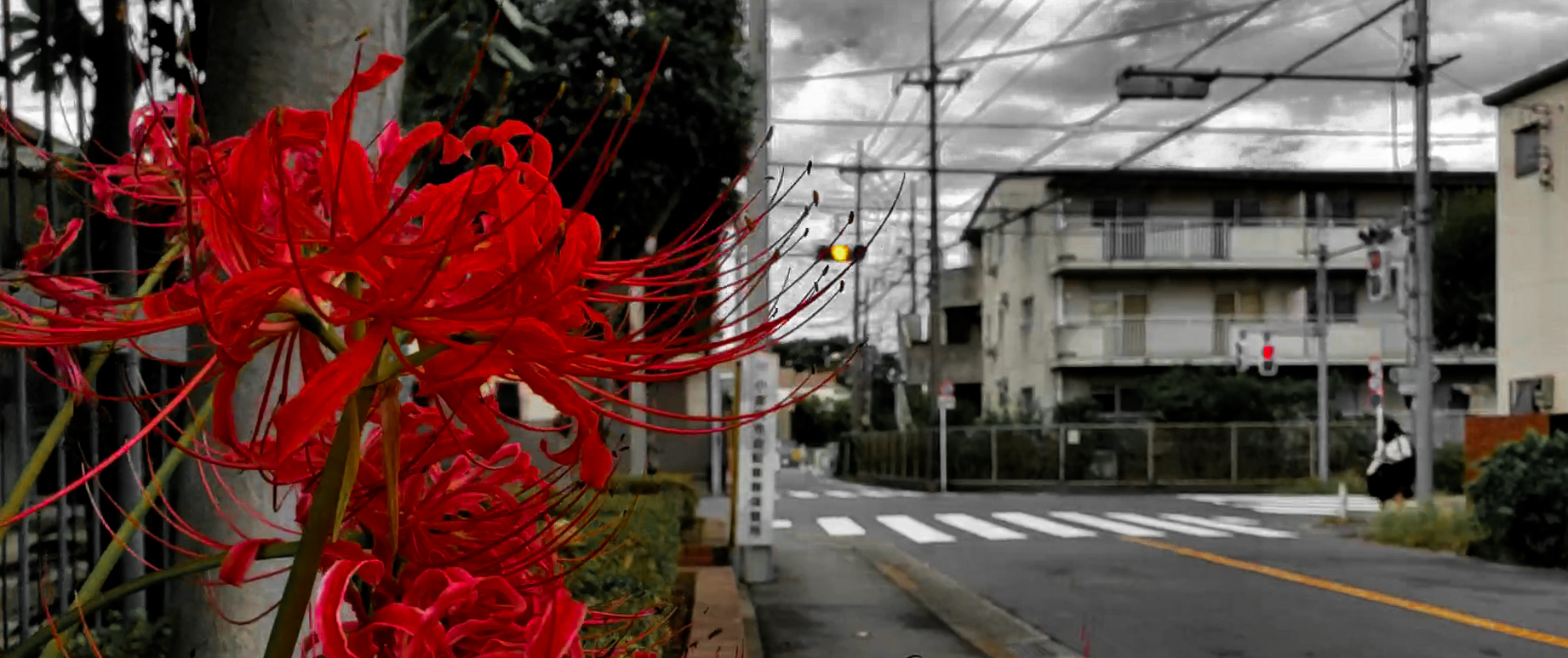 Red Spider Lily in October – Andrew Meredith